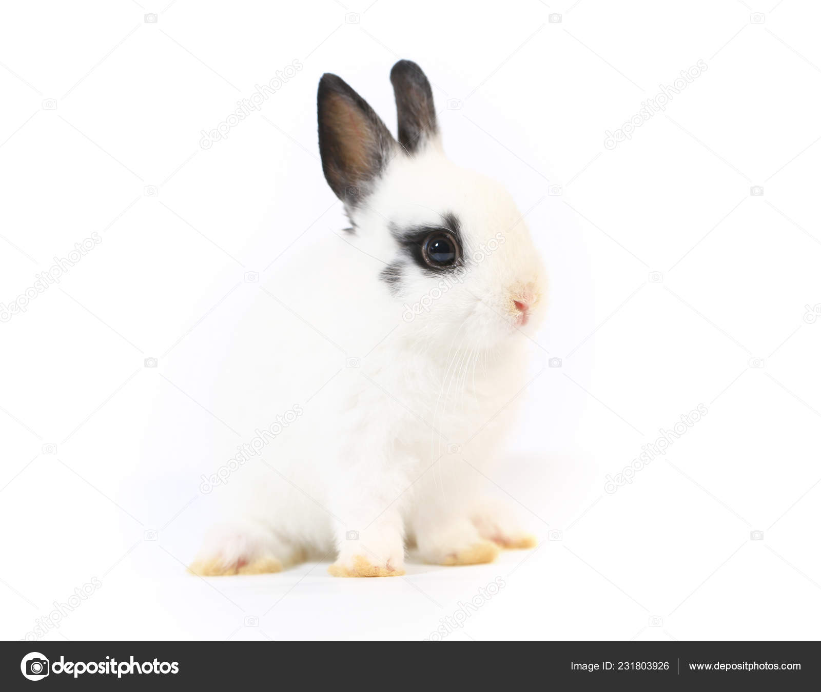 Cute Dwarf Rabbits