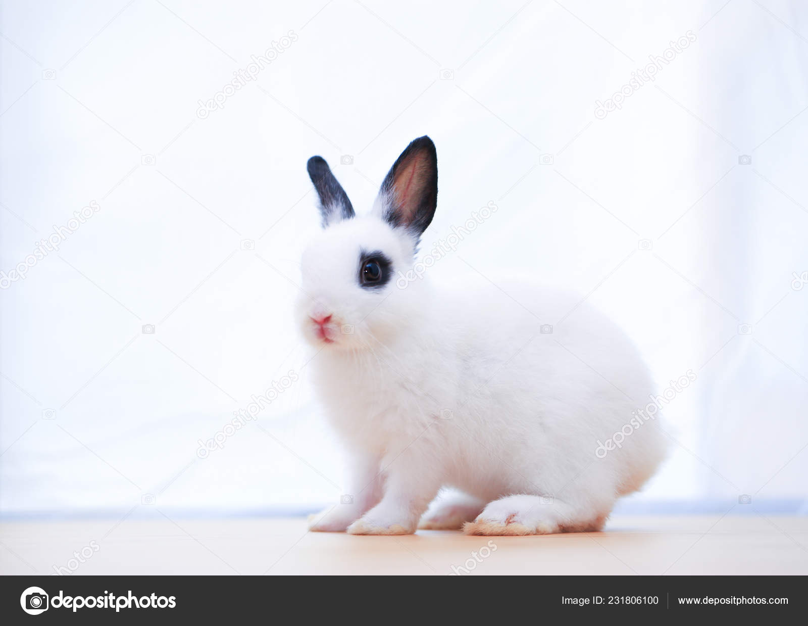 Cute Baby Dwarf Rabbits