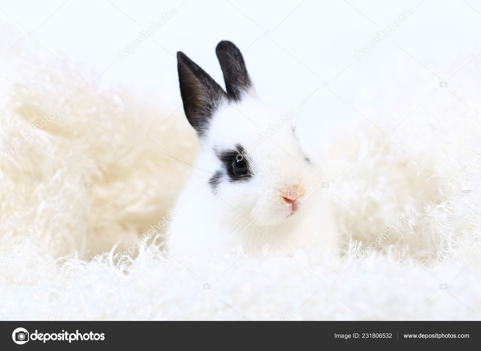 Cute Dwarf Bunny
