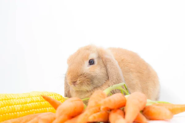 Young Rabbit White Background Isolated — Stock Photo © lynn.ku56@gmail ...