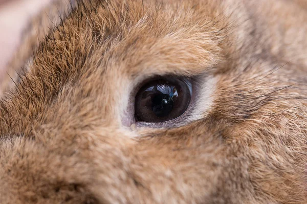Close up rabbit Stock Photos, Royalty Free Close up rabbit Images ...