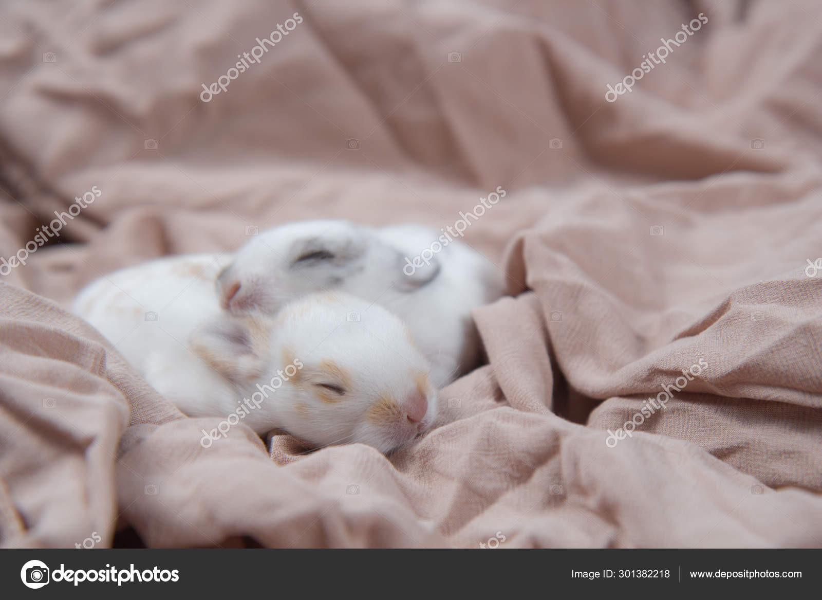 Cute Baby Bunnies Sleeping