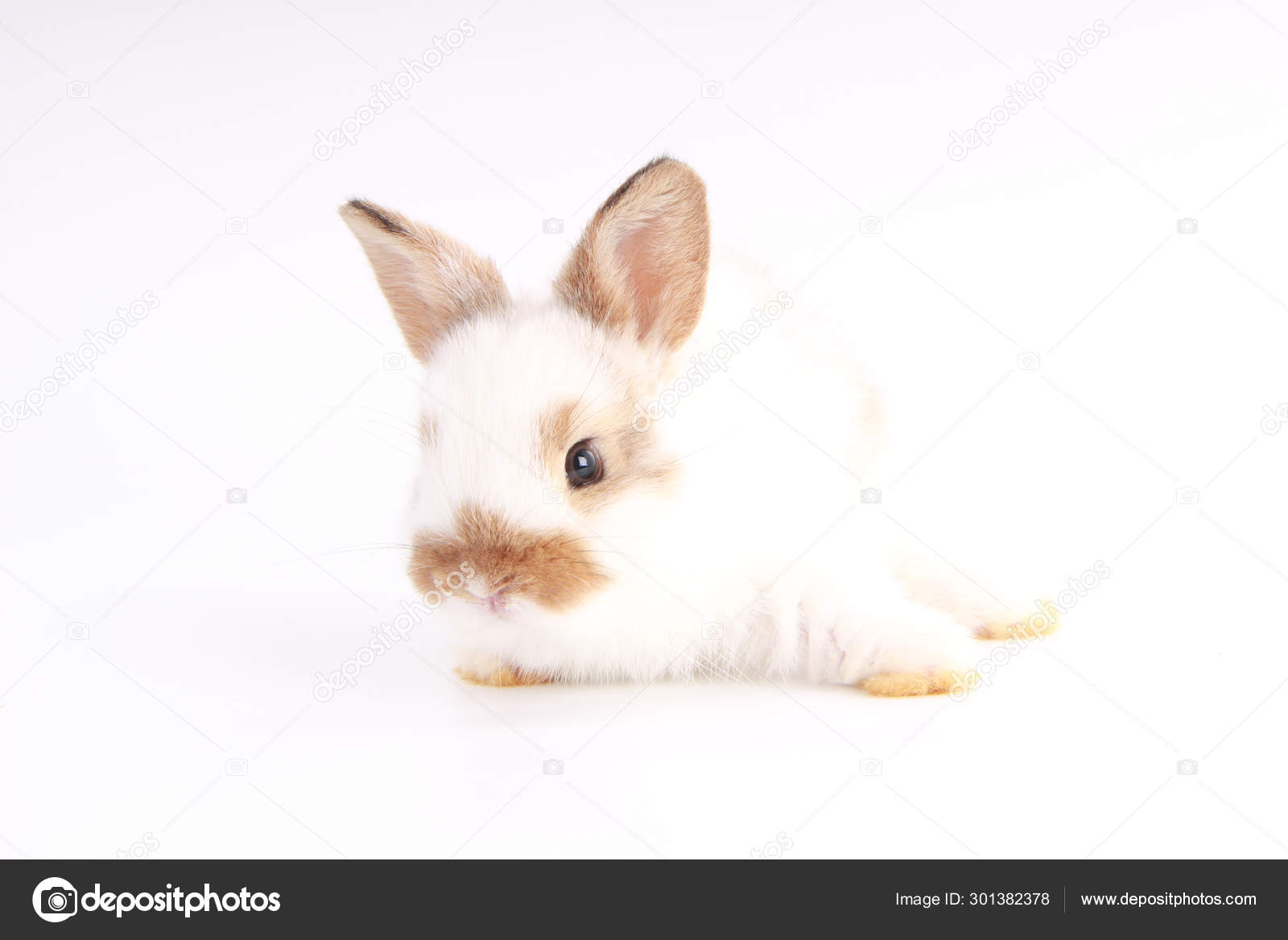 Cute Bunny White Background
