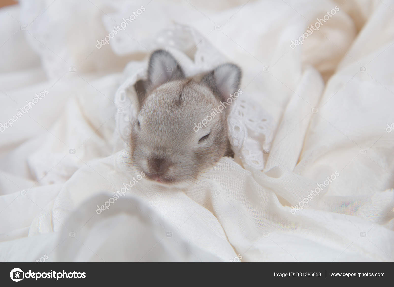 Cute Baby Bunny Sleeping