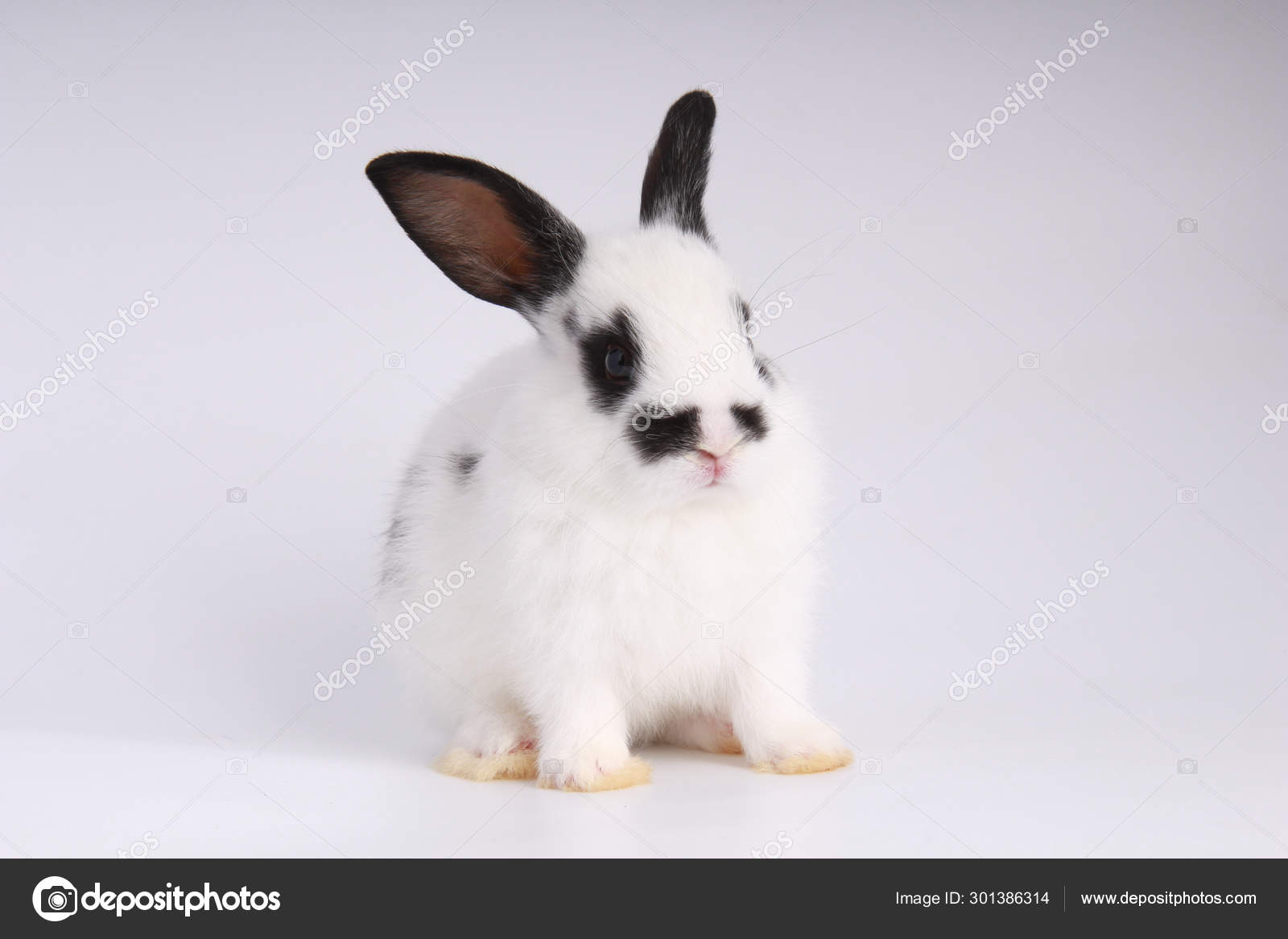 White Baby Bunny Wallpaper