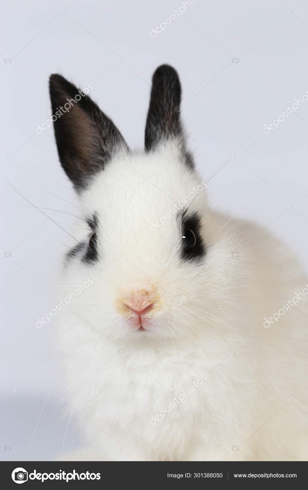 White Dwarf Bunny