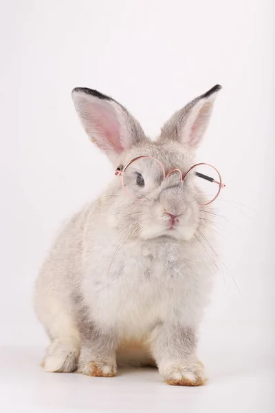 Rabbit in glasses Stock Photos, Royalty Free Rabbit in glasses Images ...