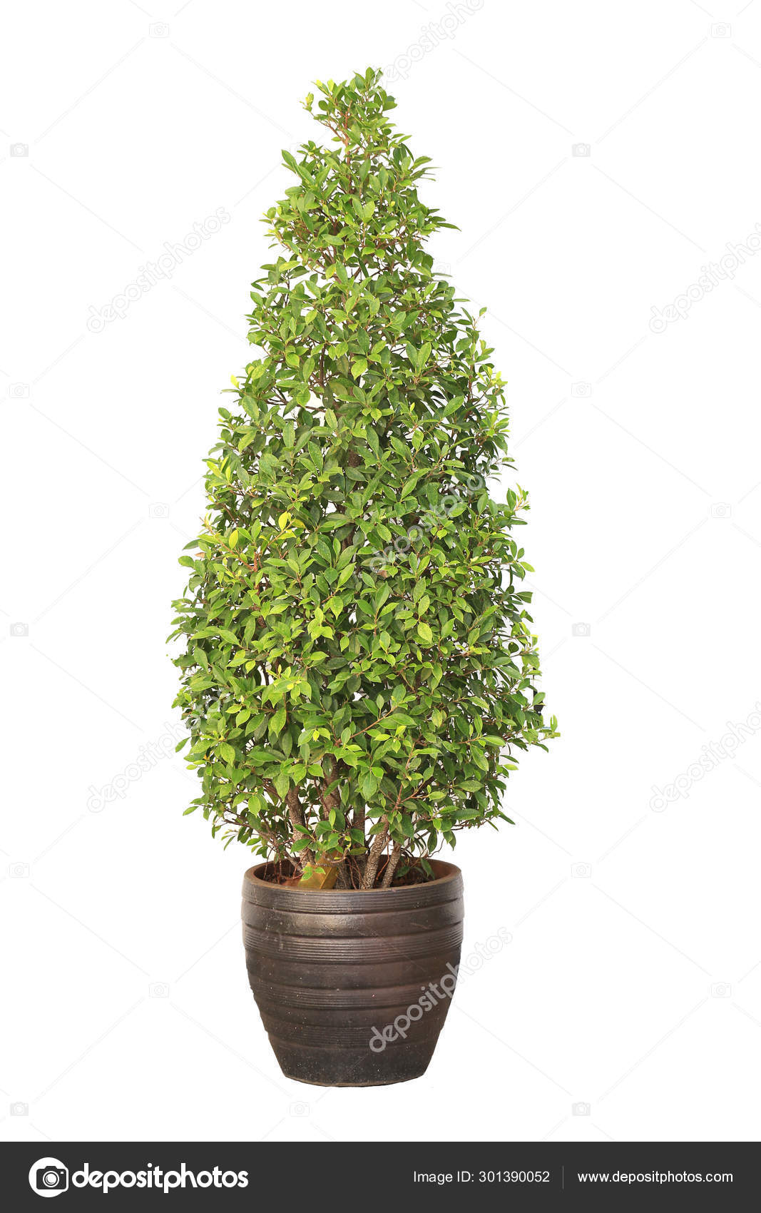 Banyan Tree Ficus Annulata Moraceae Beautiful Cutting Well Shaping ...