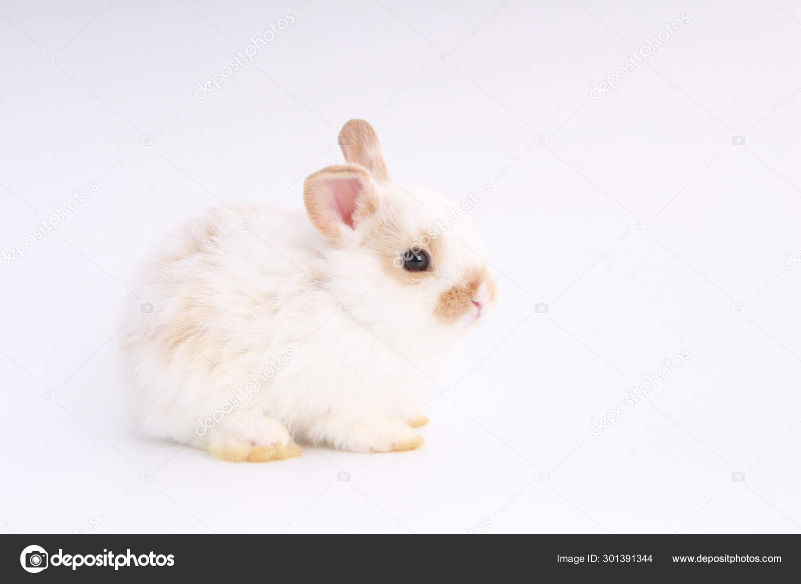 Baby Adorable Rabbit White Background Young Cute Bunny Action Lovely ...