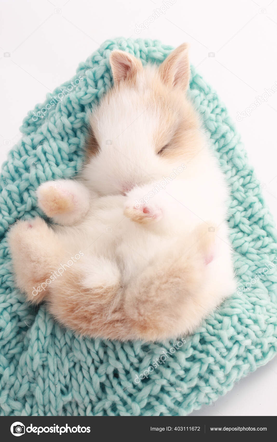 Brown And White Baby Bunny