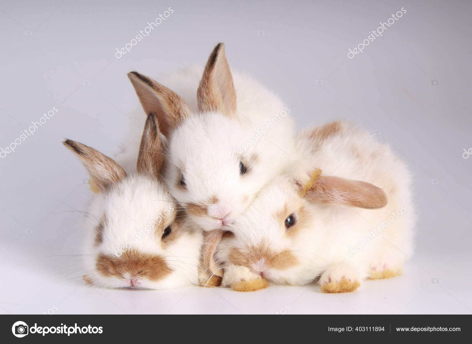 Cute Fluffy Baby Bunnies