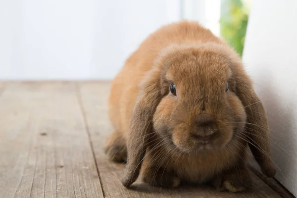 Baby English Lop Rabbit
