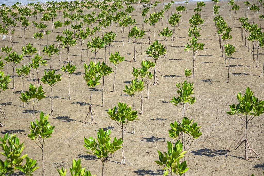 Plantación de manglares en la playa durante el verano. 2022