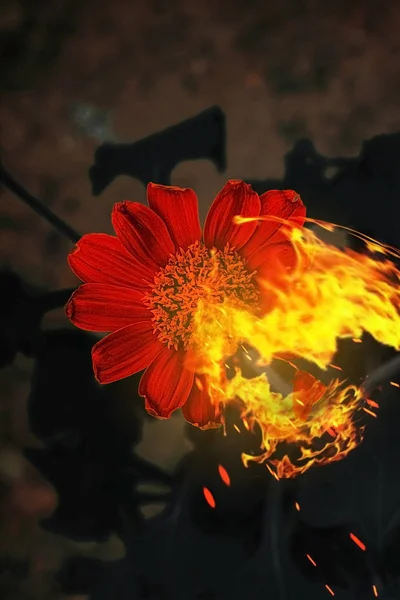 Fire flower Stock Photos, Royalty Free Fire flower Images | Depositphotos