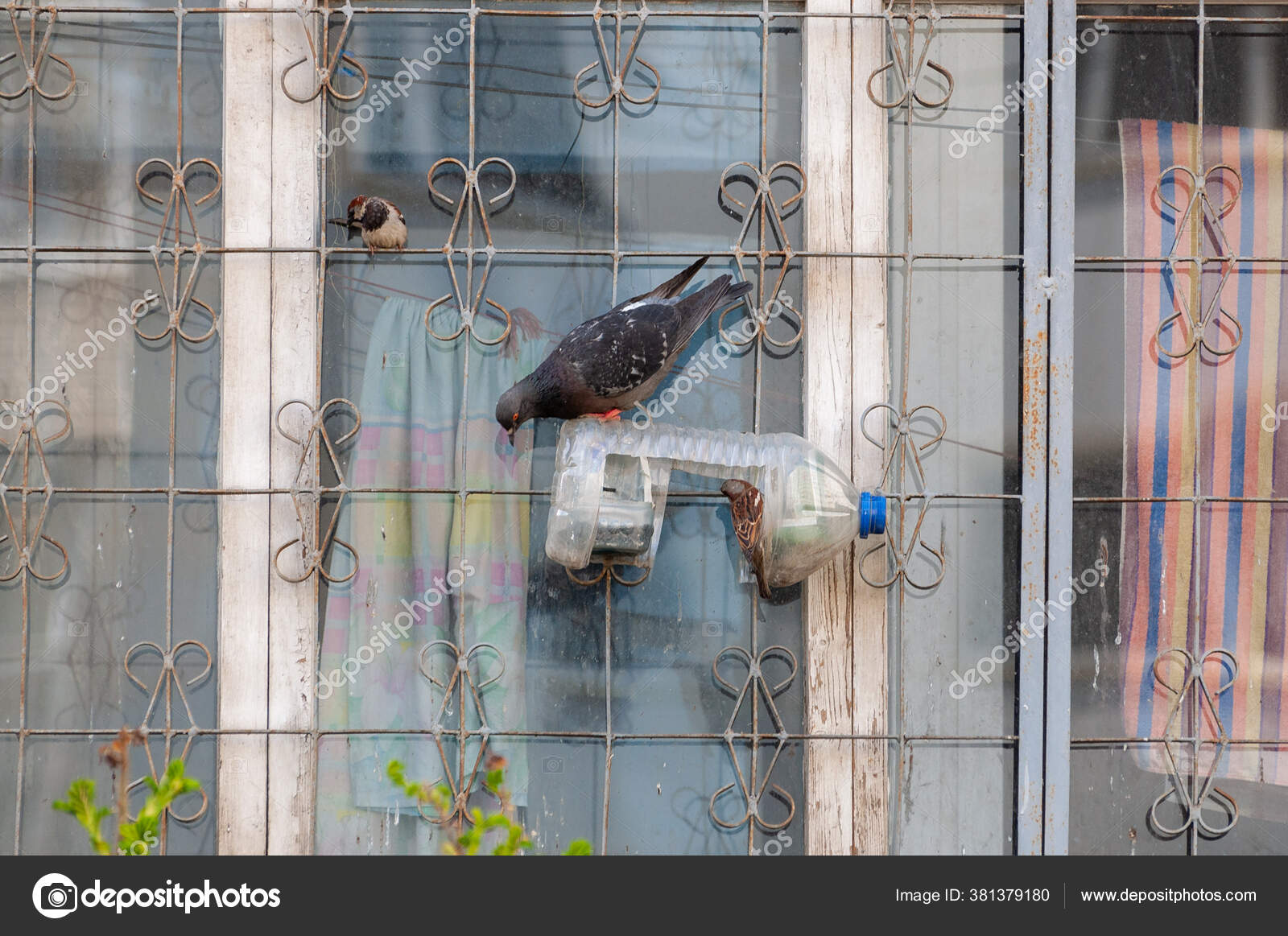 Pigeon Few Sparrows Bird Feeder Made Plastic Bottle Feeder Hangs ...