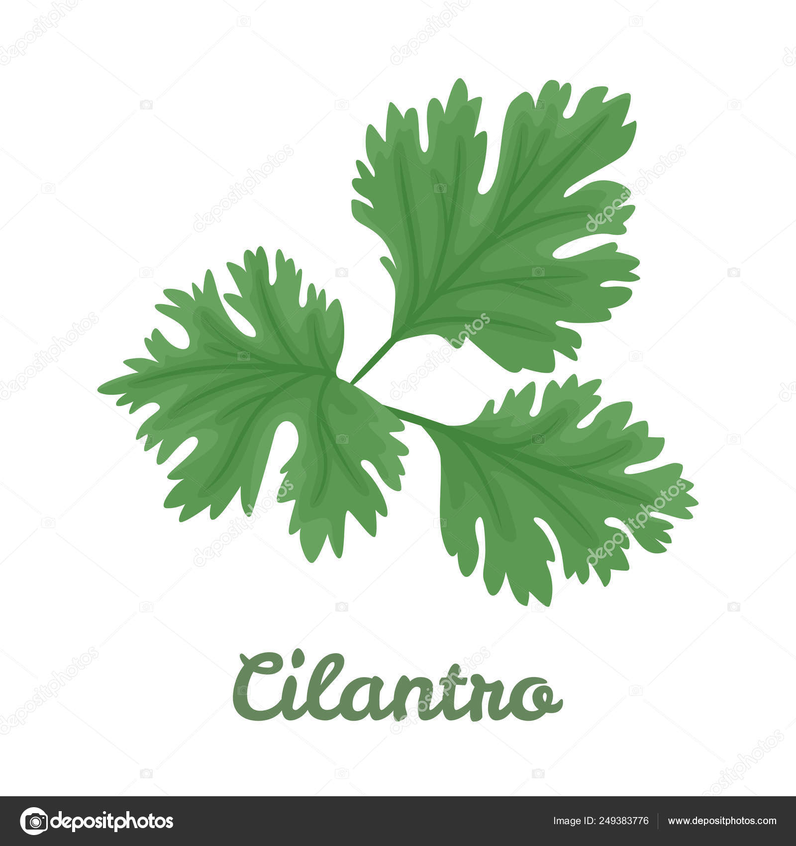Coriander Leaf Vector