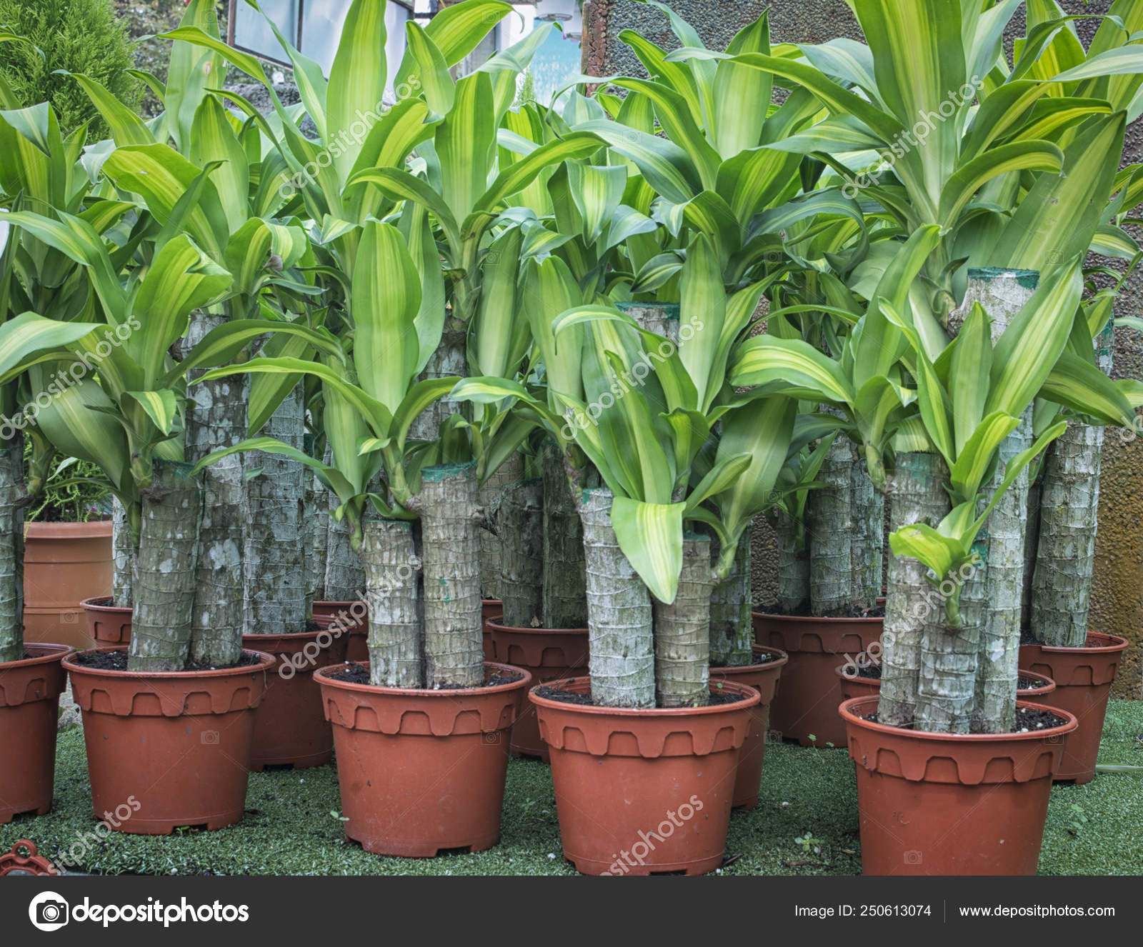 Corn Stalk House Plant