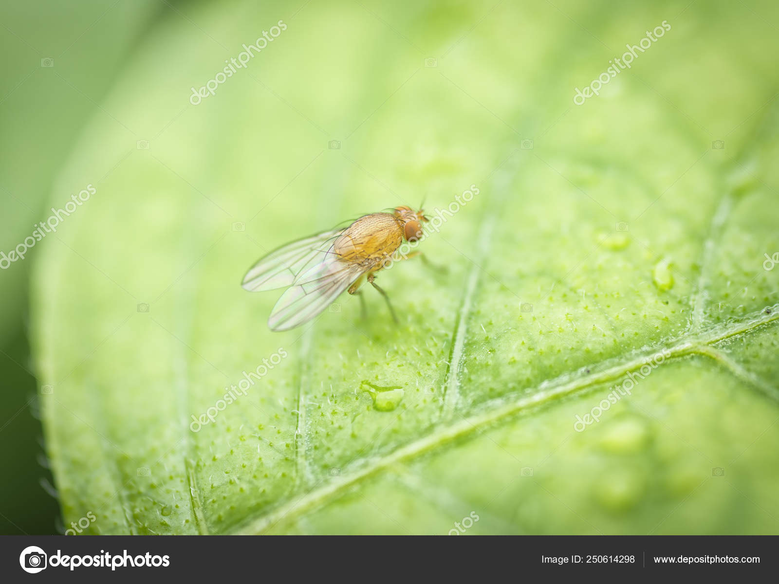 Wild Tiny Orange Fly Stock Photo by ©sweemingyoung 250614298