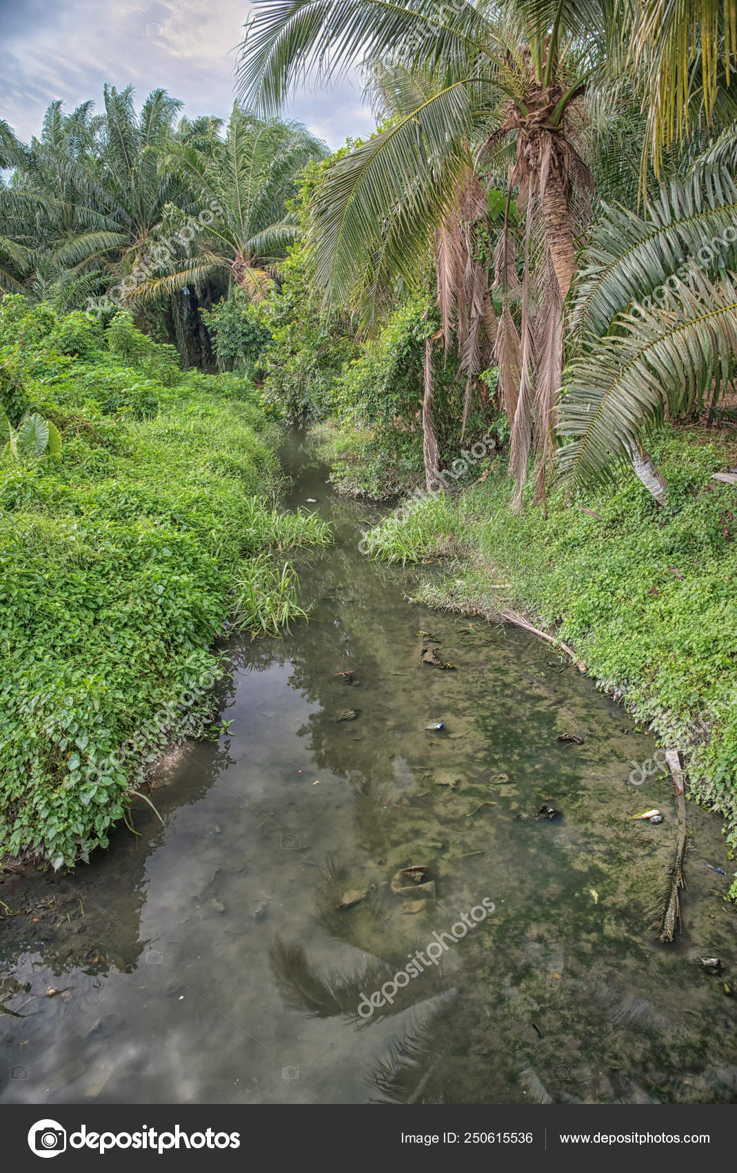Flowing Stream Palm Trees — Stock Photo © sweemingyoung #250615536