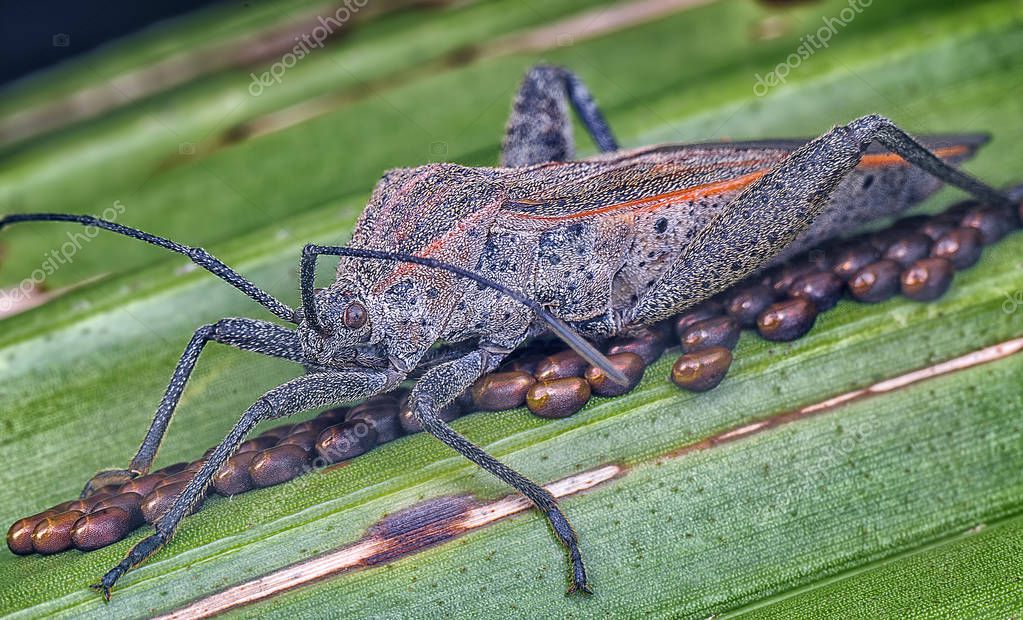 Hoja de coreida con patas de insecto y huevos 2022