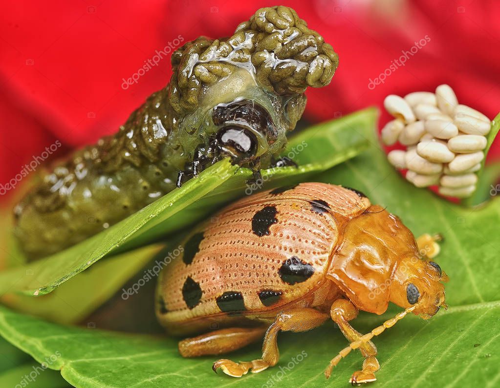 escarabajo dama etapa del ciclo de vida 2024