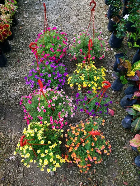 Mini petunia Stock Photos, Royalty Free Mini petunia Images | Depositphotos