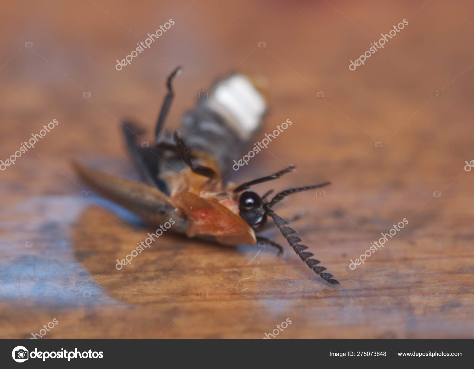 Close Shot Firefly Insect — Stock Photo © sweemingyoung #275073848