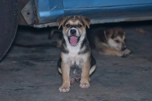 Mechanic dog Stock Photos, Royalty Free Mechanic dog Images | Depositphotos