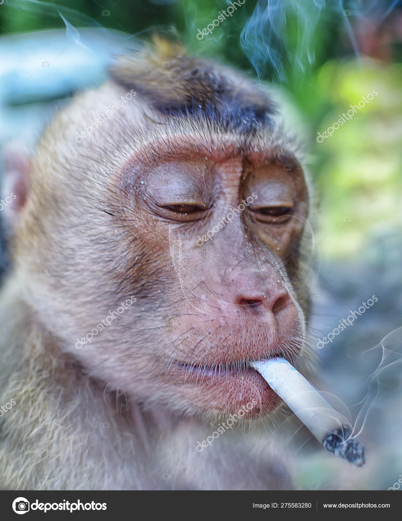 Smoking Monkey Meme