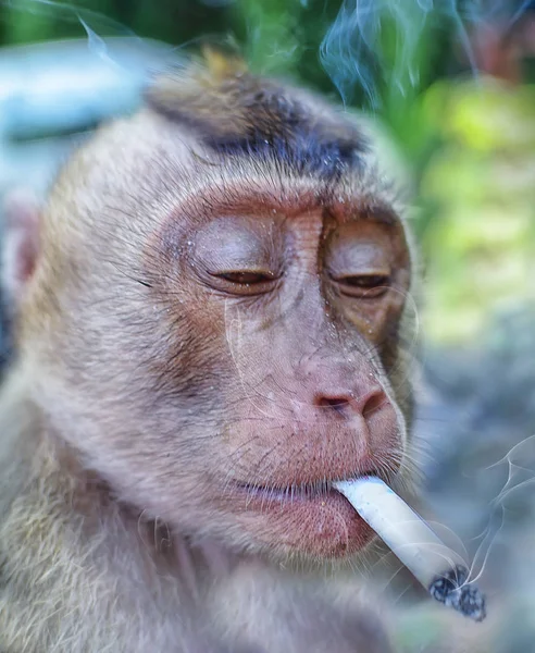 Monkey smoking Stock Photos, Royalty Free Monkey smoking Images ...