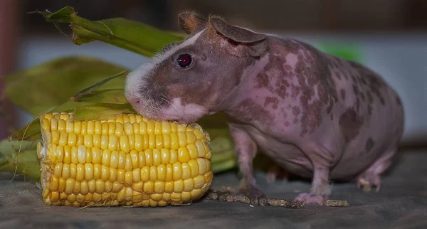 Imágenes de Cerdo flaco libres de derechos | Depositphotos
