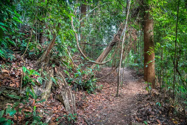 Jungle track Stock Photos, Royalty Free Jungle track Images | Depositphotos