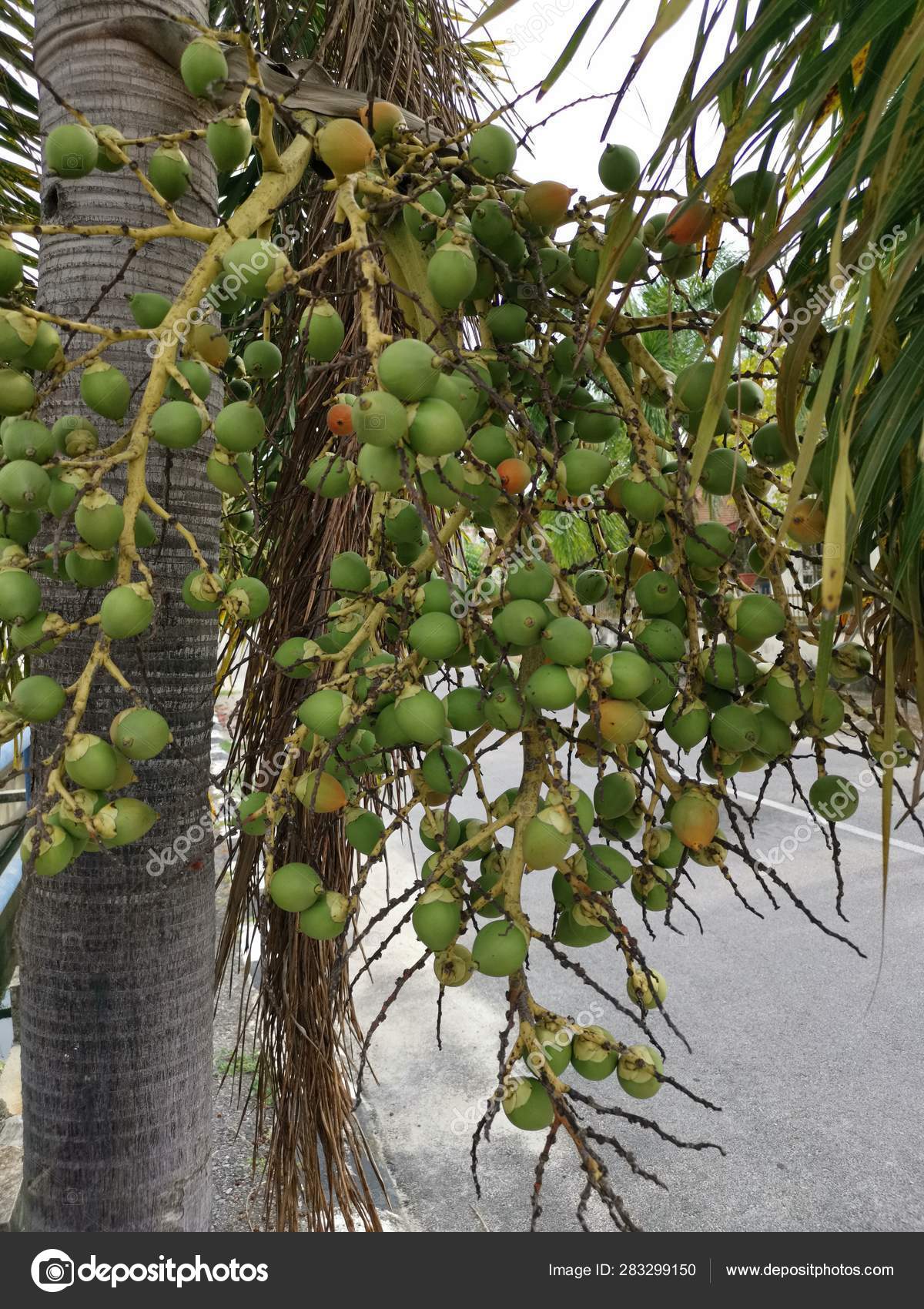 Areca Catechu Fruit