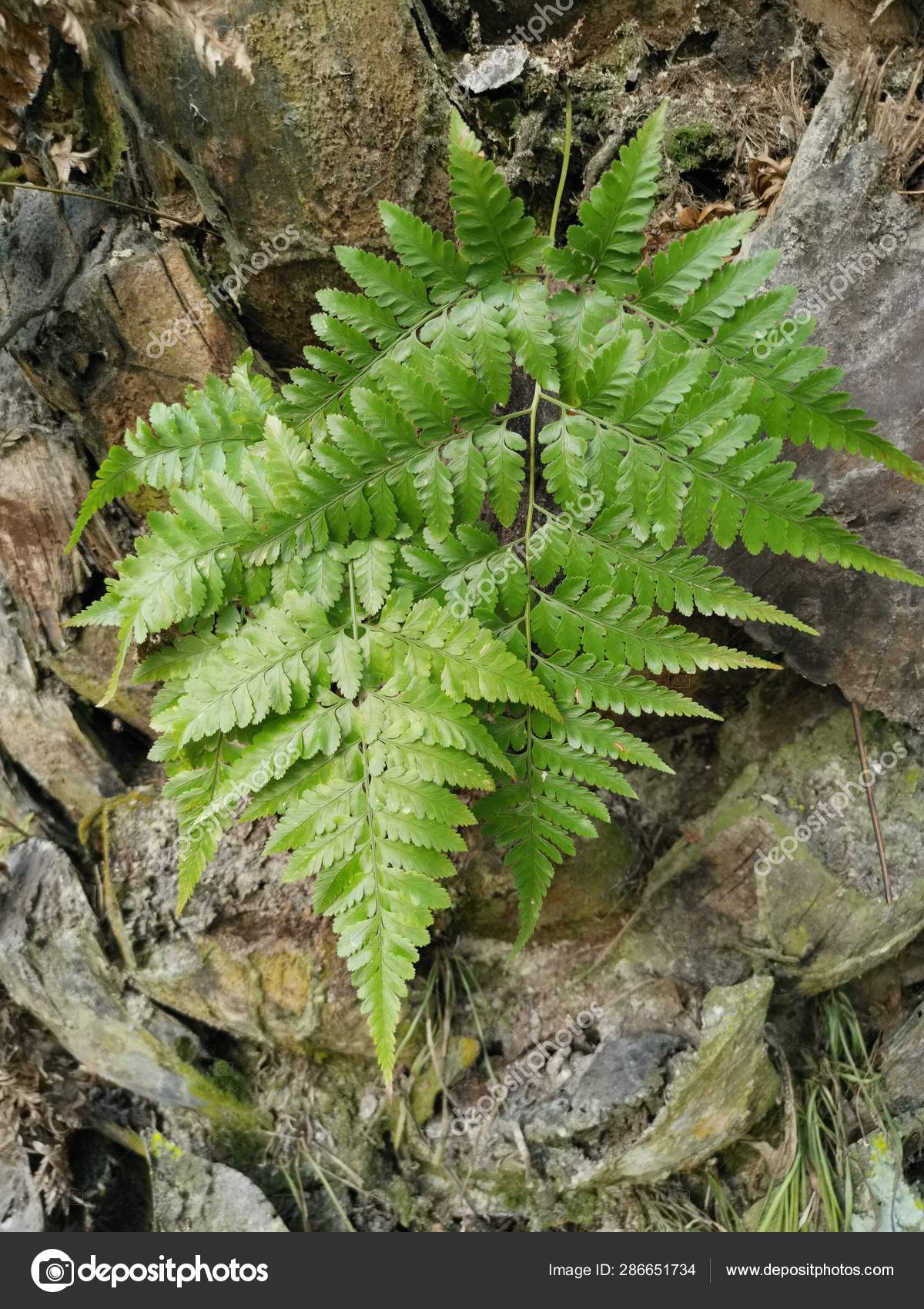 Squirrel's Foot Fern Grows Thick Bark Palm Tree Trunk Stock Photo by ...
