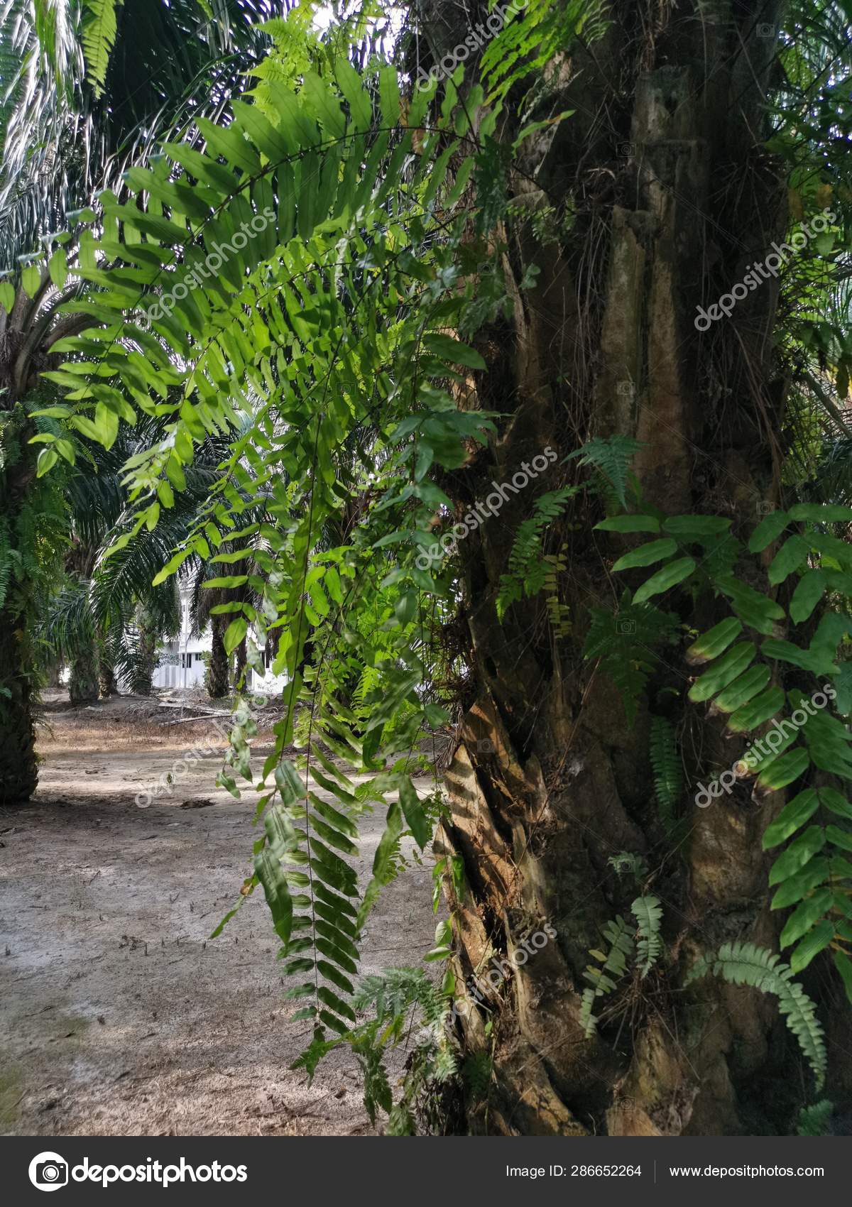 Squirrel's Foot Fern Grows Thick Bark Palm Tree Trunk Stock Photo by ...