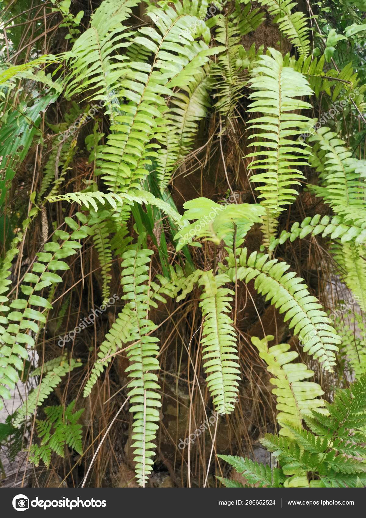 Squirrel's Foot Fern Grows Thick Bark Palm Tree Trunk — Stock Photo ...