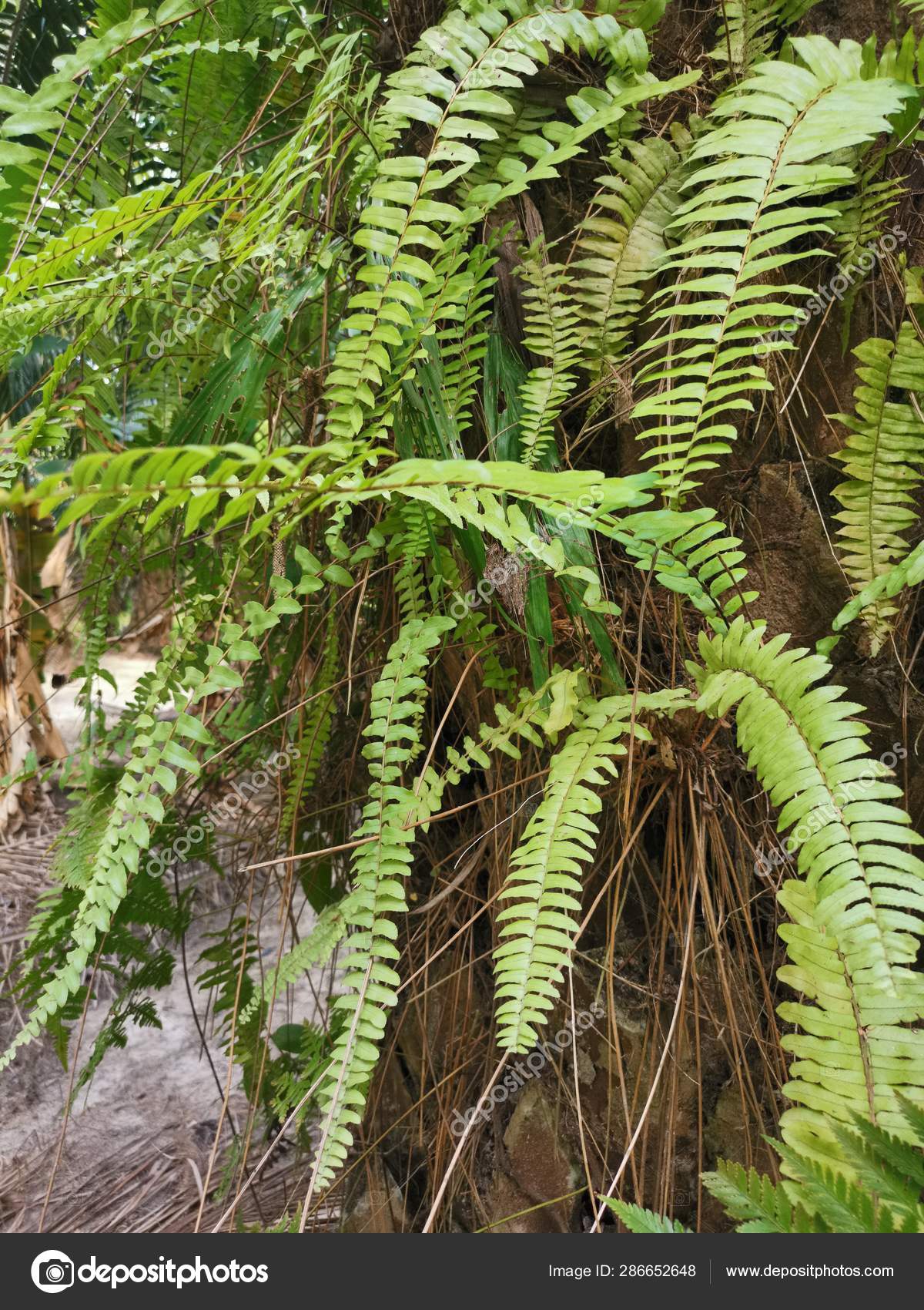 Squirrel's Foot Fern Grows Thick Bark Palm Tree Trunk — Stock Photo ...