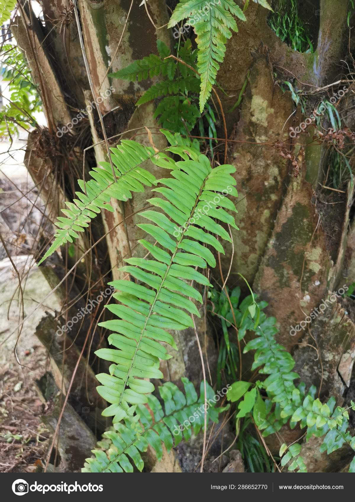 Squirrel's Foot Fern Grows Thick Bark Palm Tree Trunk Stock Photo by ...