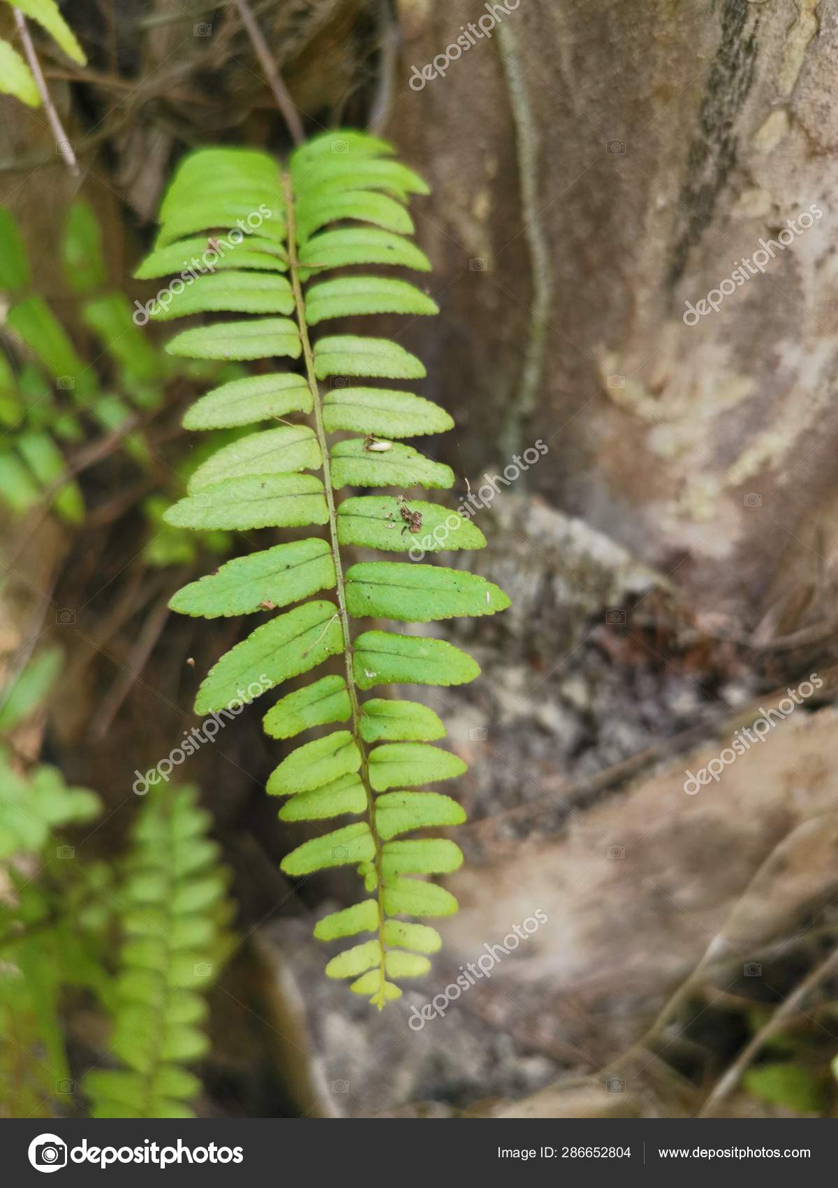 Squirrel Foot Fern Grows Thick Bark Palm Tree Trunk — Stock Photo ...