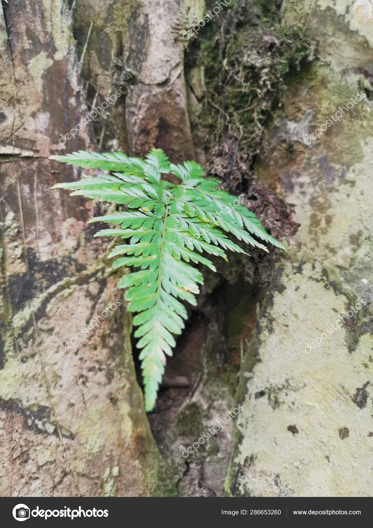 Squirrel's Foot Fern Grows Thick Bark Palm Tree Trunk Stock Photo by ...