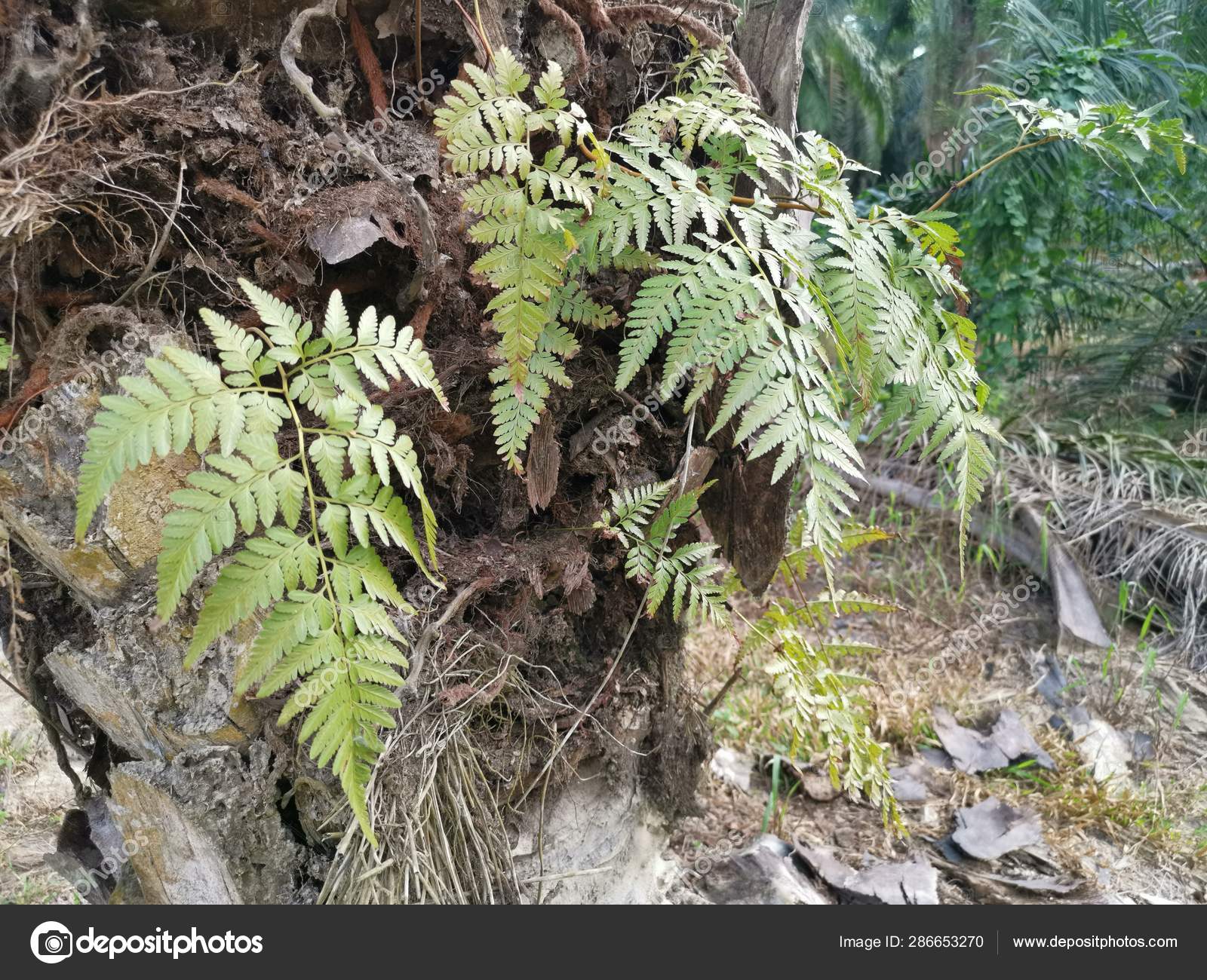 Squirrel's Foot Fern Grows Thick Bark Palm Tree Trunk — Stock Photo ...