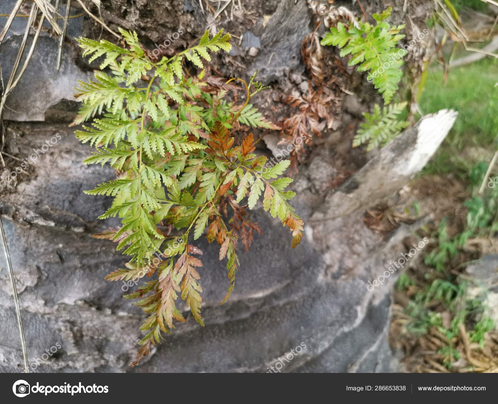 Squirrel's Foot Fern Grows Thick Bark Palm Tree Trunk — Stock Photo ...