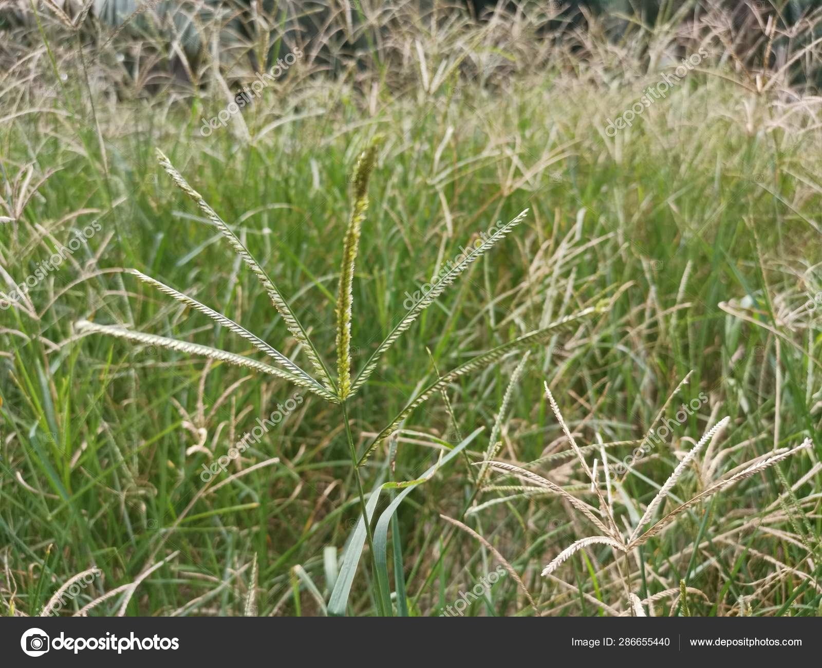 Wild Goosegrass Weed Grows Wildly Field Stock Photo by ©sweemingyoung ...