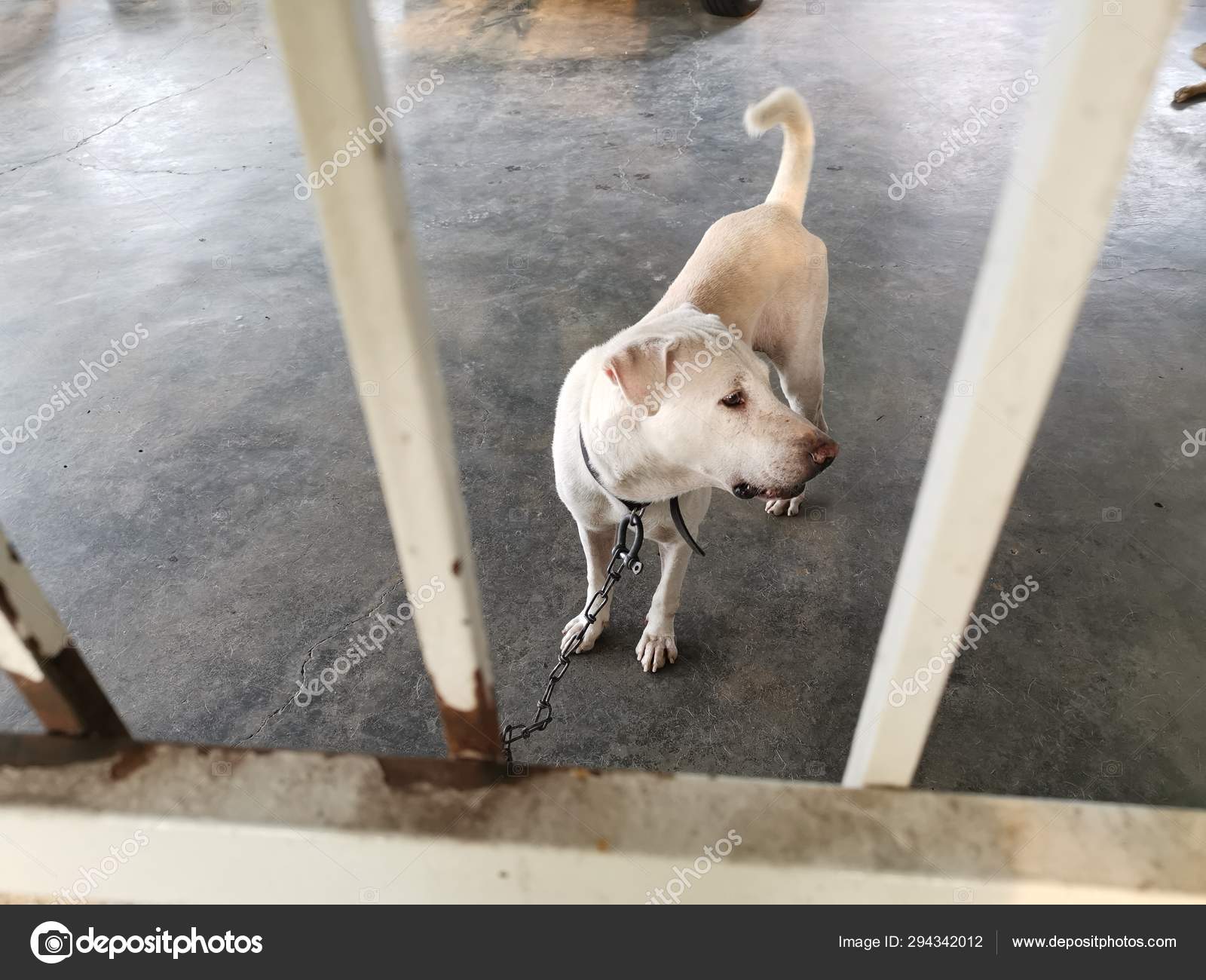 Activity Guard Dog Indoor Porch — Stock Photo © sweemingyoung #294342012