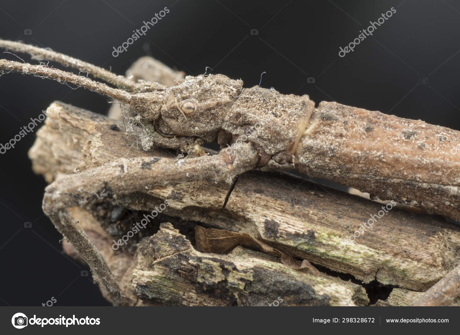 Closeup Shot Walking Stick Bug — Stock Photo © sweemingyoung #298328672