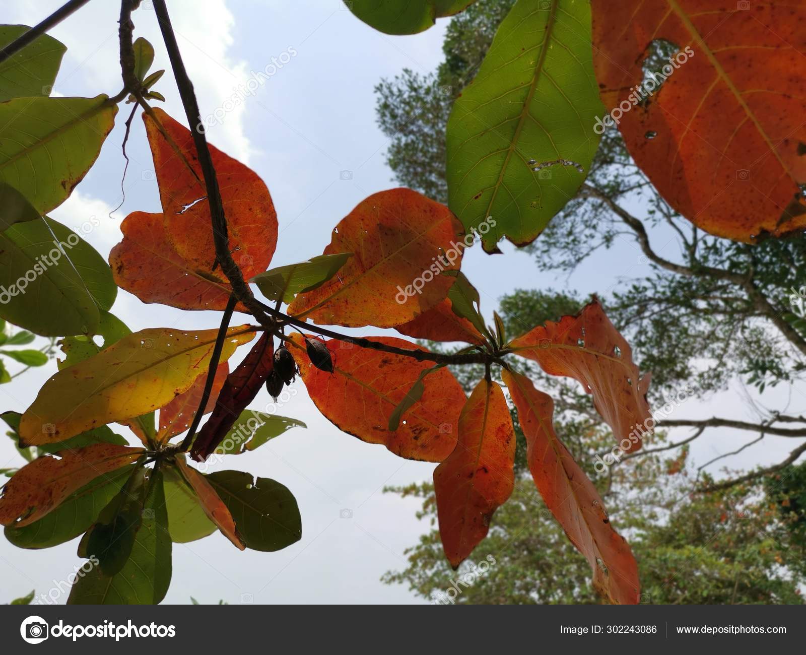 Beautiful Foliage Terminalia Catappa Trees Stock Photo by ...