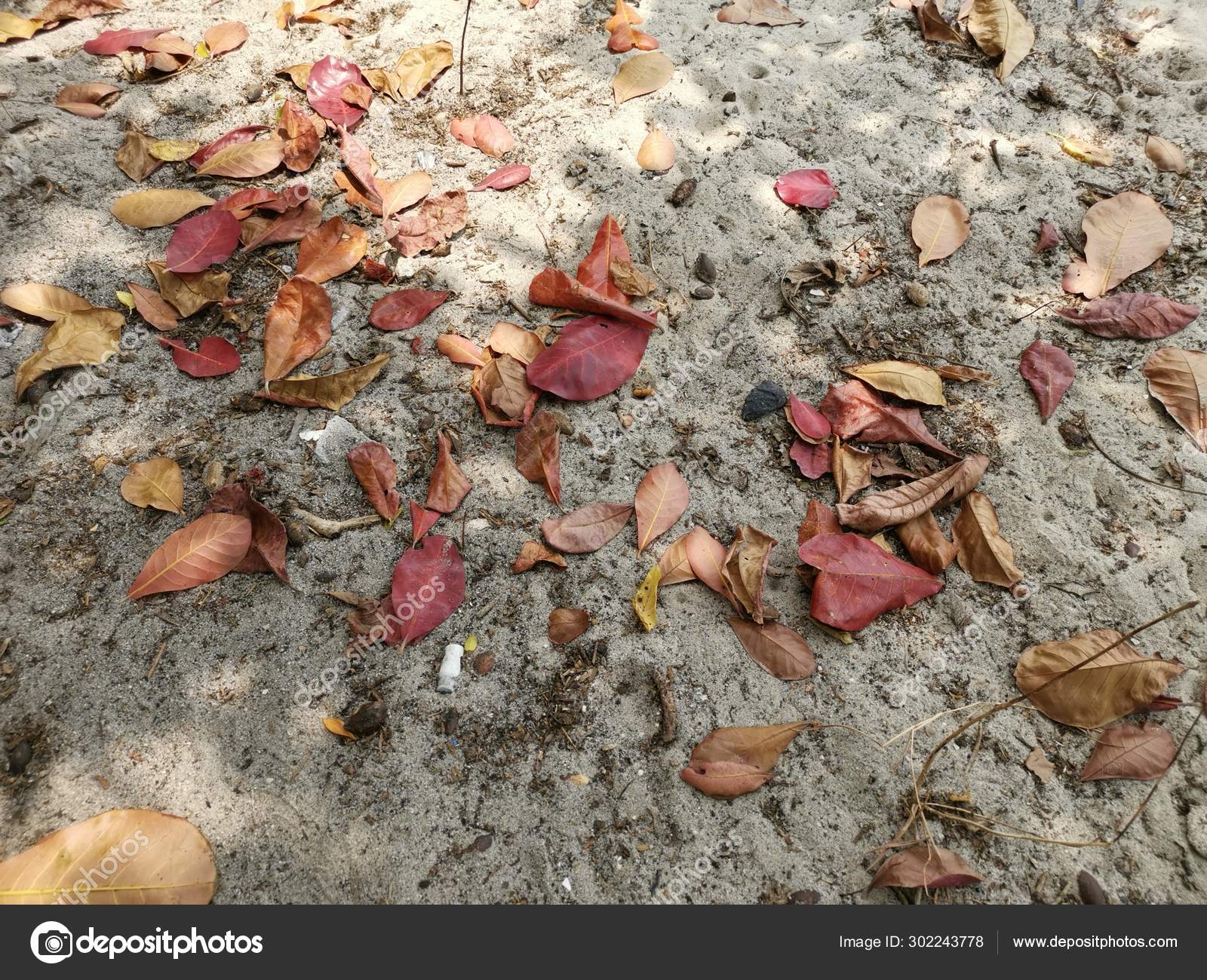 Beautiful Foliage Terminalia Catappa Trees Stock Photo by ...
