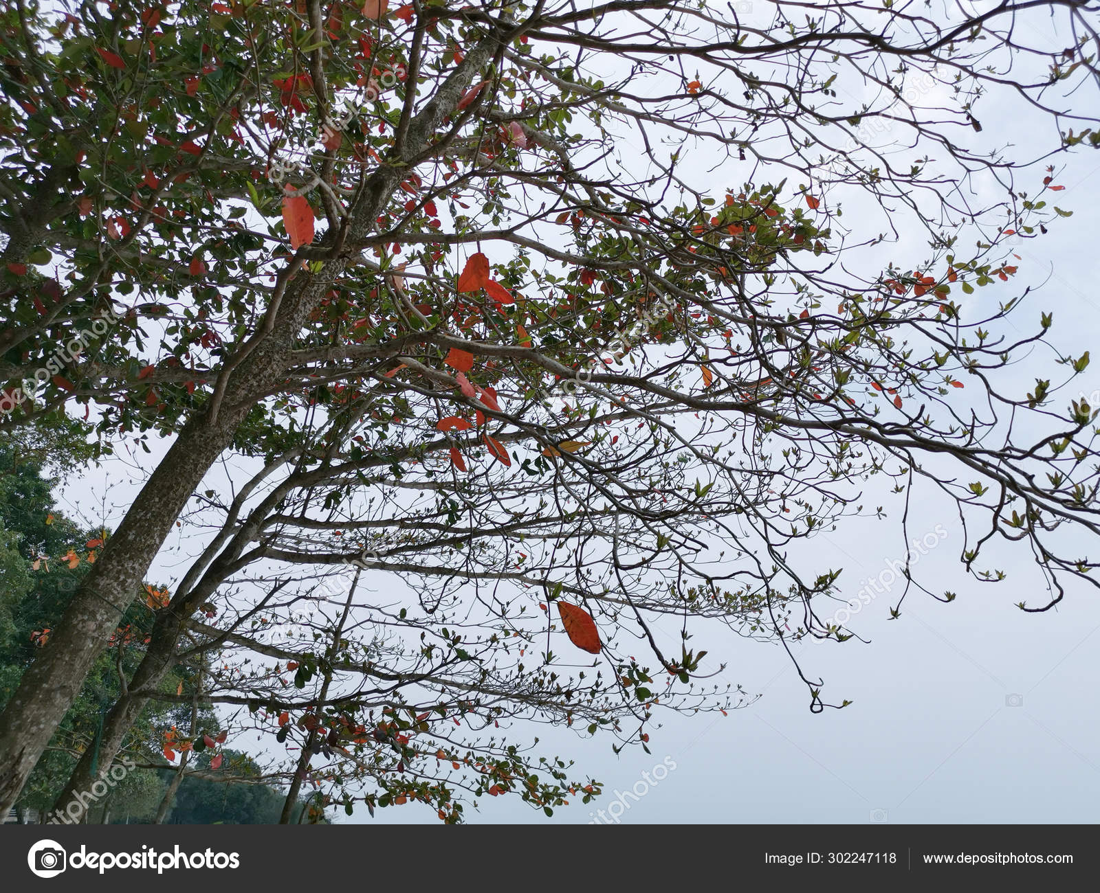Beautiful Foliage Terminalia Catappa Trees Stock Photo by ...