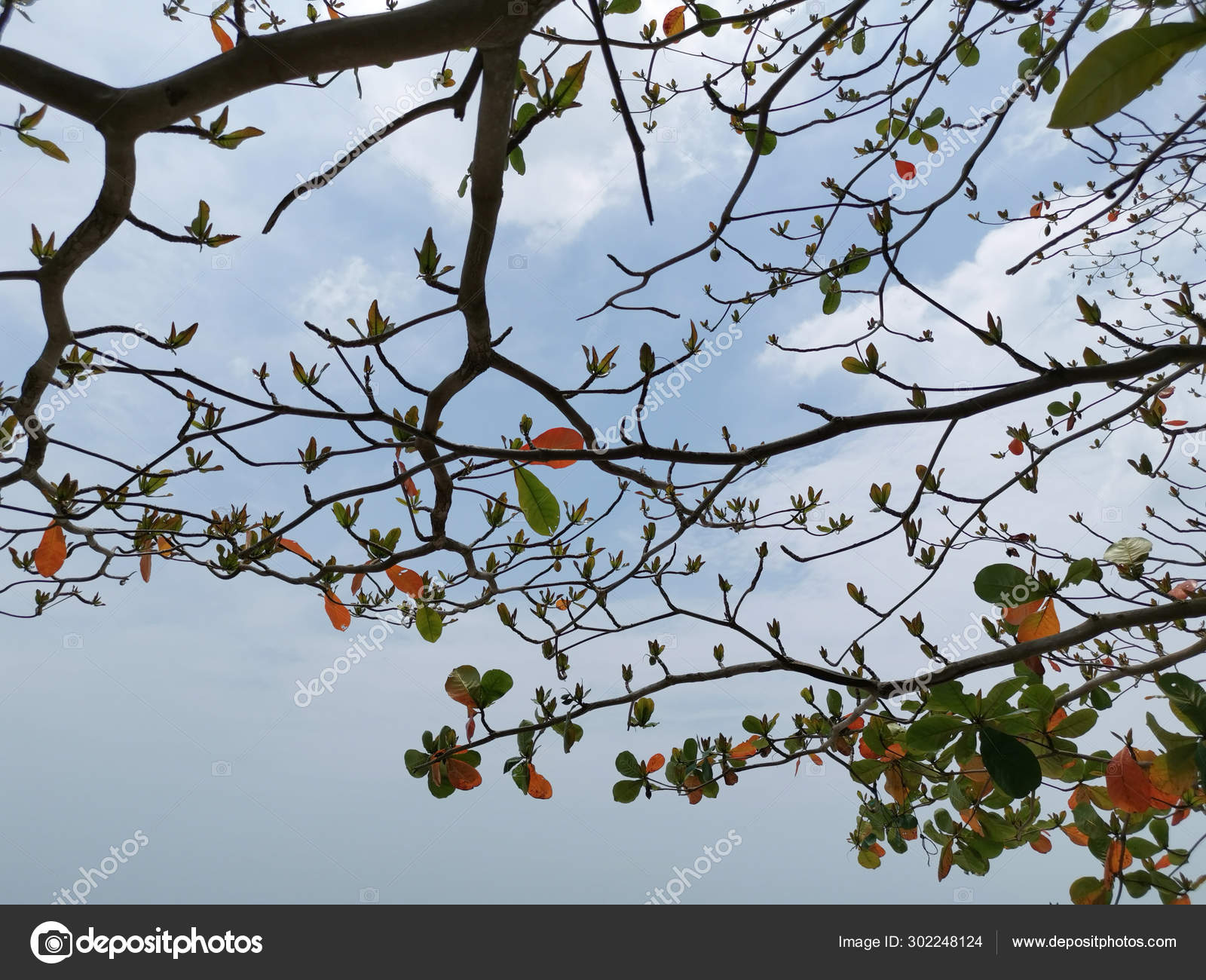 Beautiful Foliage Terminalia Catappa Trees Stock Photo by ...