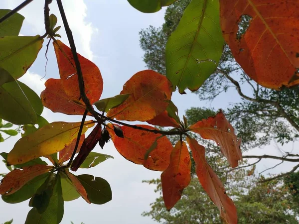Terminalia Catappa Branches Out Beachfront — Stock Photo ...